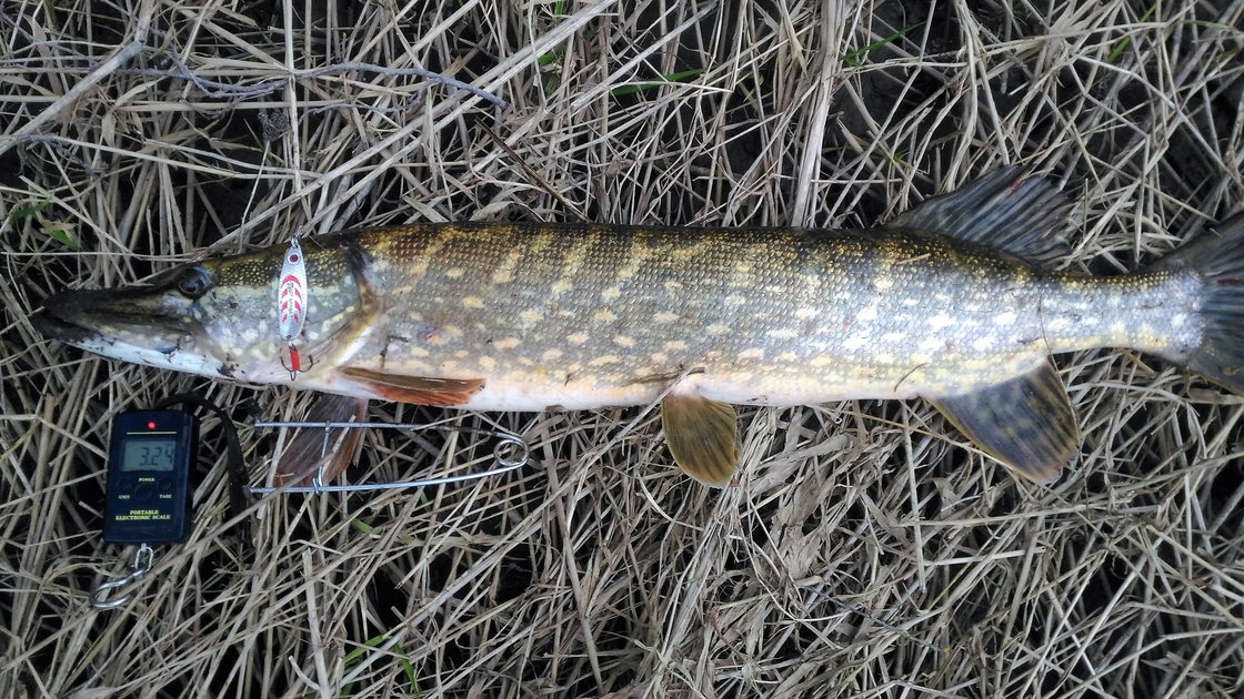 Northern Pike, 7lb , cought at 04/24/2018 - information about the catch ...