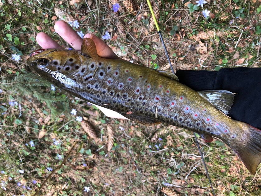 Margasis upėtakis , cought at 04/21/2018 - information about the catch ...
