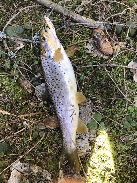 Margasis upėtakis , cought at 04/07/2018 - information about the catch ...