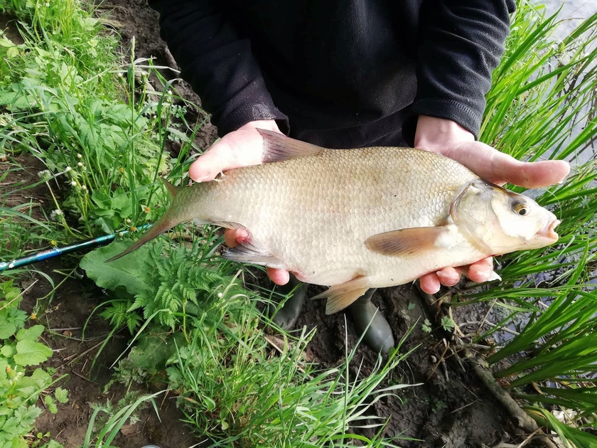 Carp bream, 3lb 15oz , cought at 05/14/2018 - information about the ...