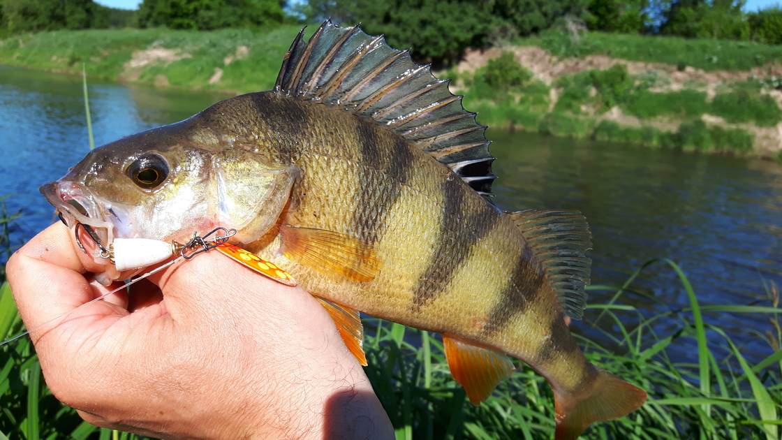 Eurasian perch, 14oz, 9in , cought at 05/19/2018 - information about ...