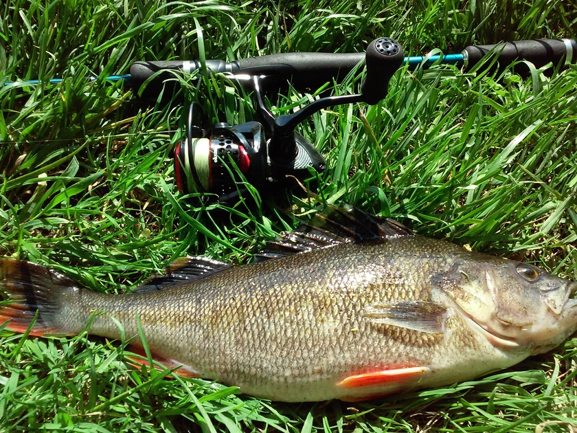 Eurasian perch, 1ft 3(1/2)in , cought at 05/10/2018 - information about ...