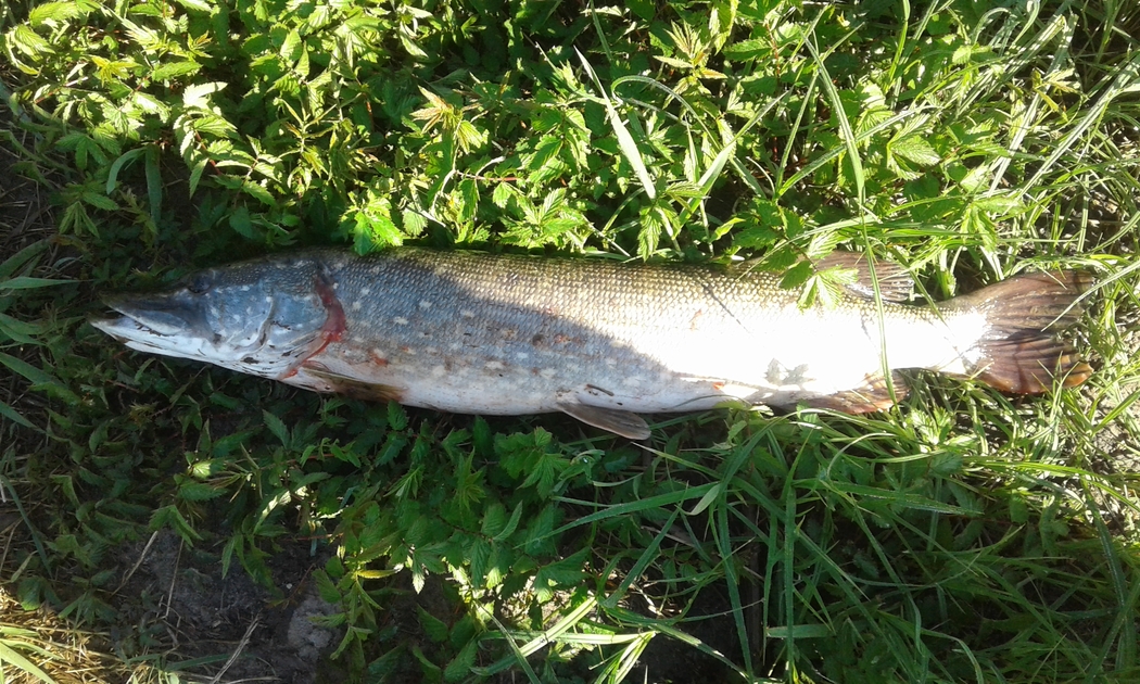 Northern Pike, 6lb 13oz , cought at 05/05/2018 - information about the ...