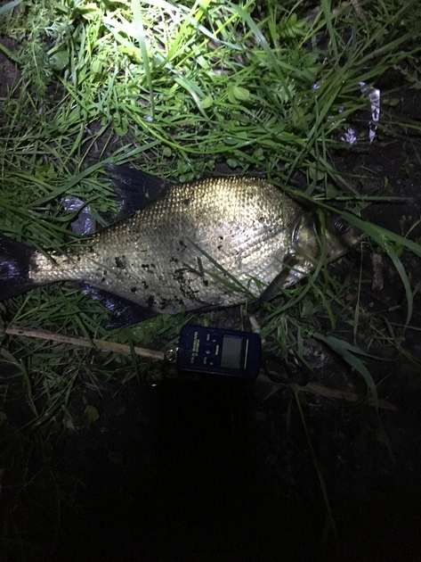 Carp bream, 1lb 12oz , cought at 05/19/2018 - information about the ...