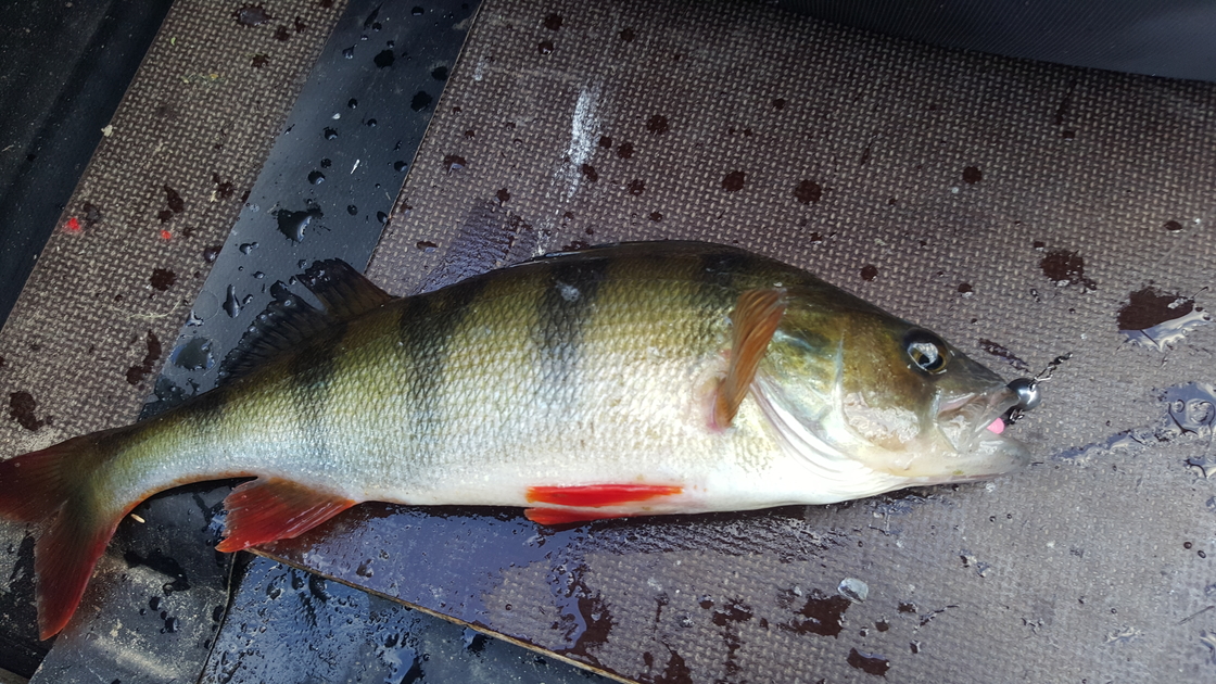 Eurasian perch, 1lb 1oz , cought at 06/02/2018 - information about the ...