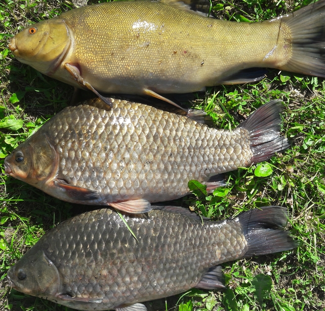 Prussian carp, 4lb 6oz , cought at 06/29/2018 - information about the ...