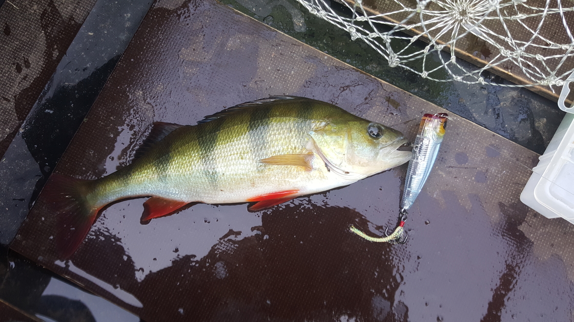 Eurasian perch, 1lb 1oz , cought at 08/01/2018 - information about the ...
