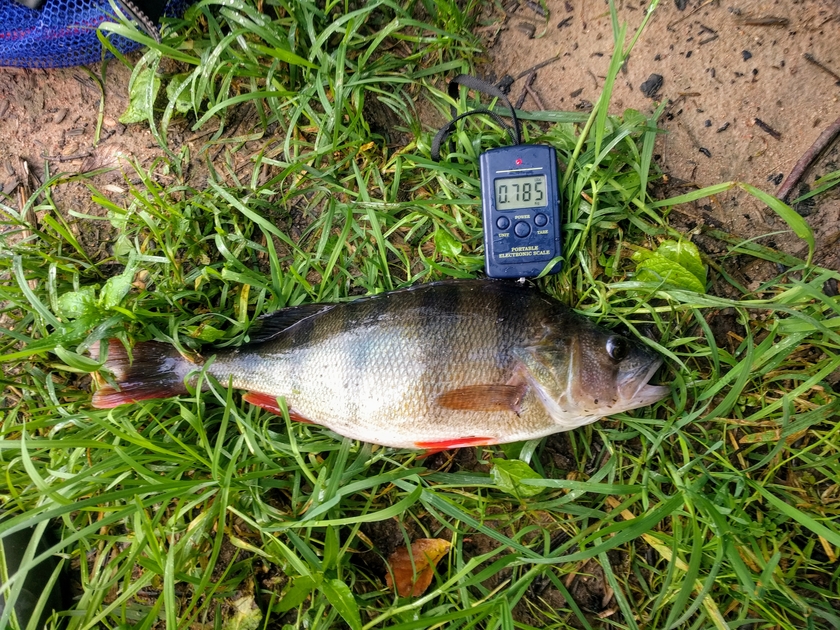 Eurasian perch, 1lb 11oz , cought at 08/12/2018 - information about the ...