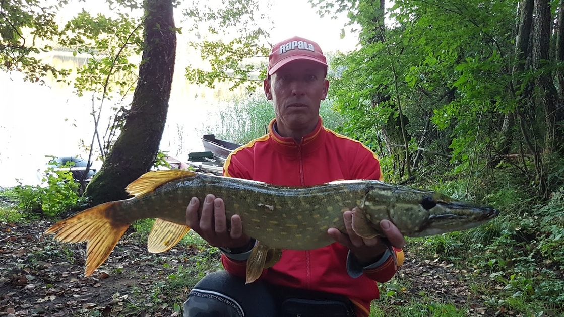 Northern Pike, 7lb 7oz, 2ft 8in , cought at 09/18/2018 - information ...