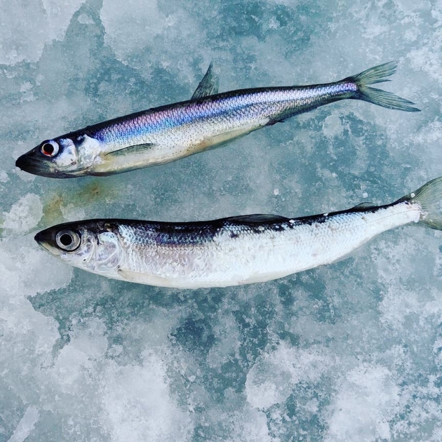 European cisco , cought at 01/30/2019 - information about the catch ...
