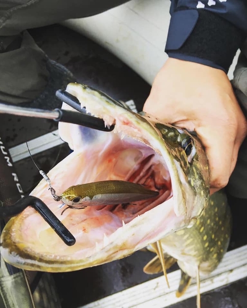 Northern Pike - information about the catch | Pinfishing.com