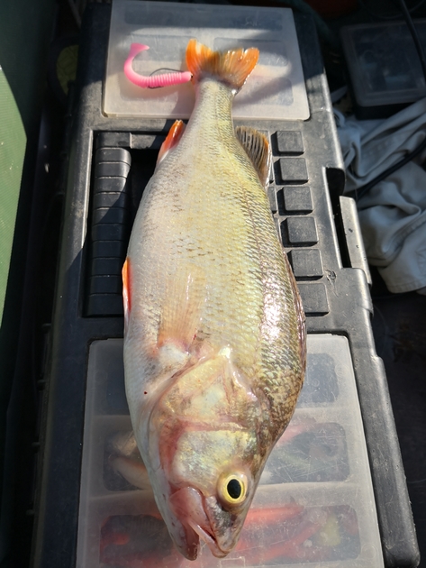 Eurasian perch, 1lb 15oz, 1ft 3in , cought at 06/12/2019 - information ...