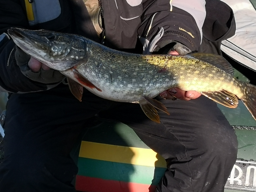 Northern Pike, 4lb 10oz, 2ft 3in , cought at 05/05/2019 - information ...
