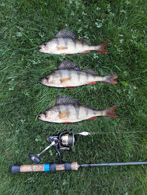 Eurasian perch , cought at 05/21/2019 - information about the catch ...