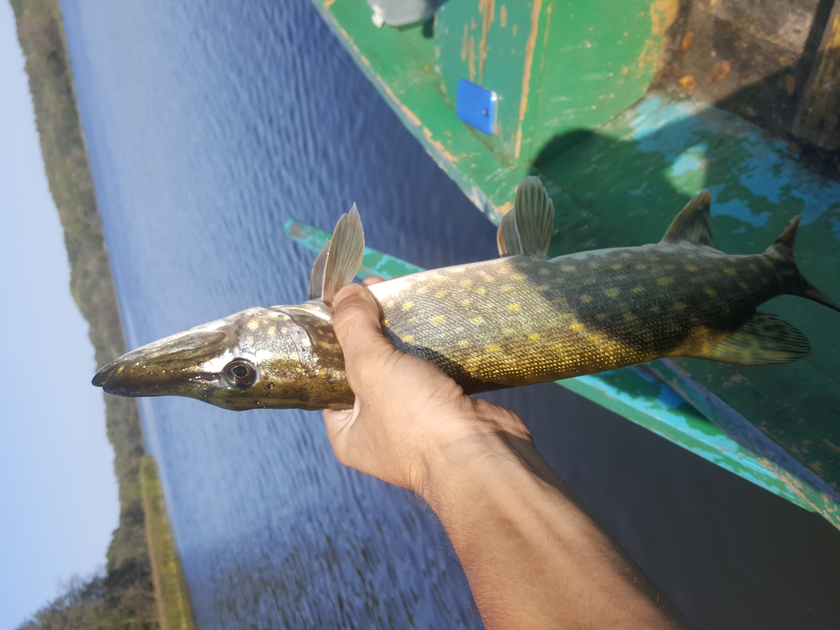 Northern Pike , cought at 09/20/2018 - information about the catch ...