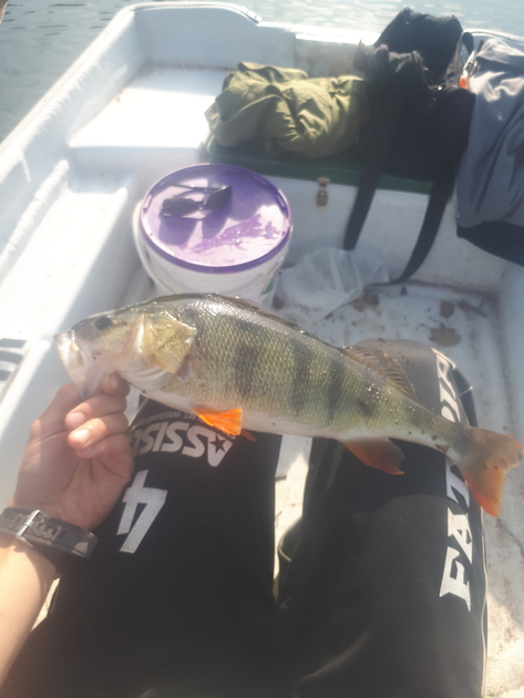 Eurasian perch, 1lb 15oz , cought at 08/28/2019 - information about the ...