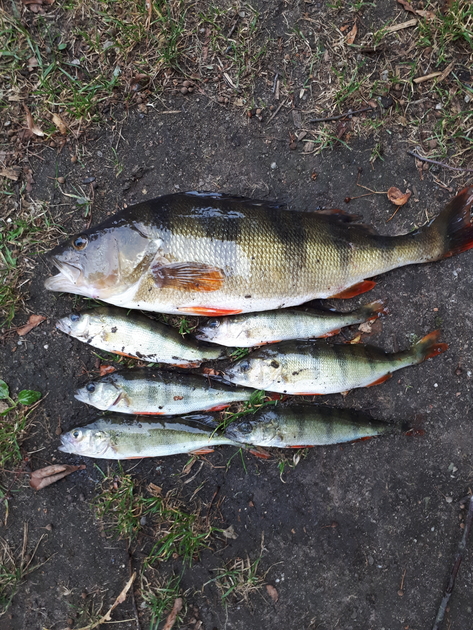 Eurasian perch, 2lb 3oz , cought at 09/15/2019 - information about the ...