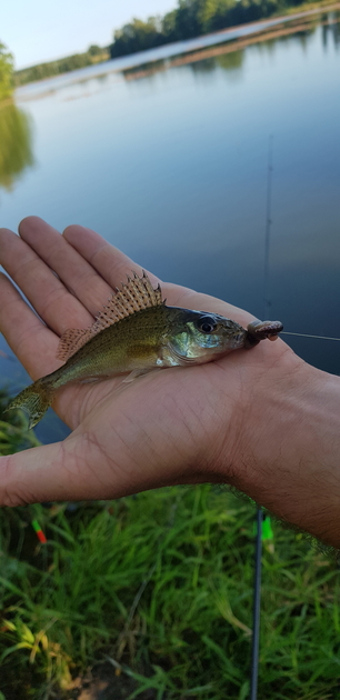 Ruffe , cought at 08/11/2019 - information about the catch | Pinfishing.com