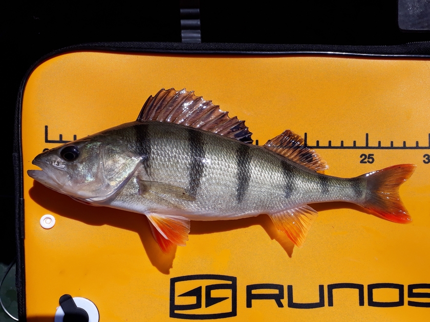 green head , cought at 05/01/2020 - information about the catch ...