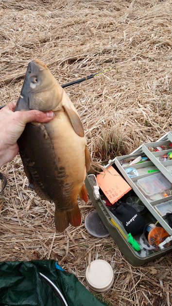 Mirror carp, 4lb 10oz , cought at 04/10/2020 - information about the ...