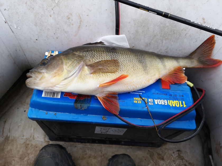 Eurasian perch, 2lb 10oz, 1ft 5in , cought at 11/16/2019 - information ...