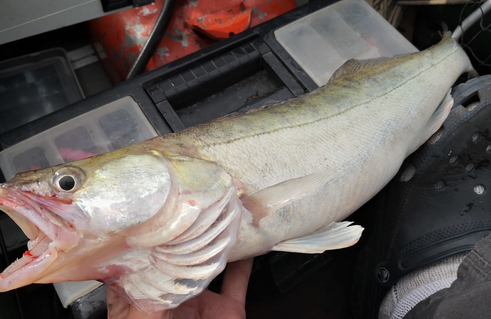 Pike perch, 4lb 10oz, 2ft 1in , cought at 08/12/2019 - information ...