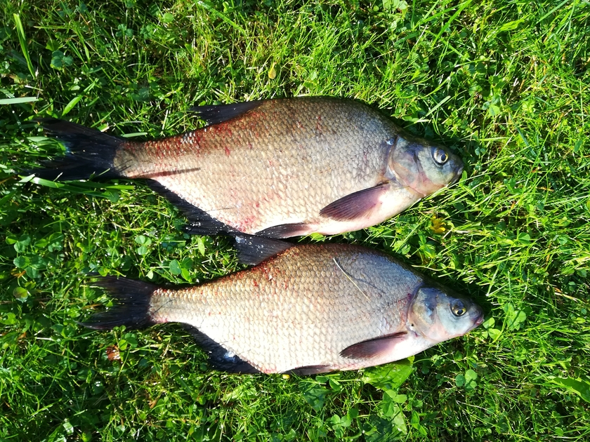 Carp bream, 3lb 1oz , cought at 06/30/2021 - information about the ...