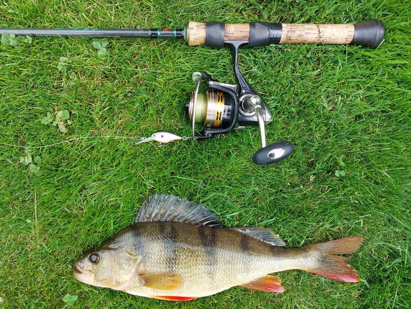 green head, 1lb 5oz, 1ft 2(1/2)in , cought at 06/11/2021 - information ...