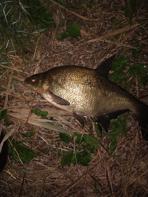 Carp bream, 3lb 11oz , cought at 07/19/2020 - information about the ...