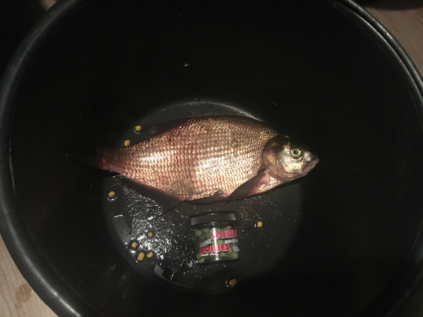Carp bream, 1lb 12oz , cought at 07/17/2020 - information about the ...