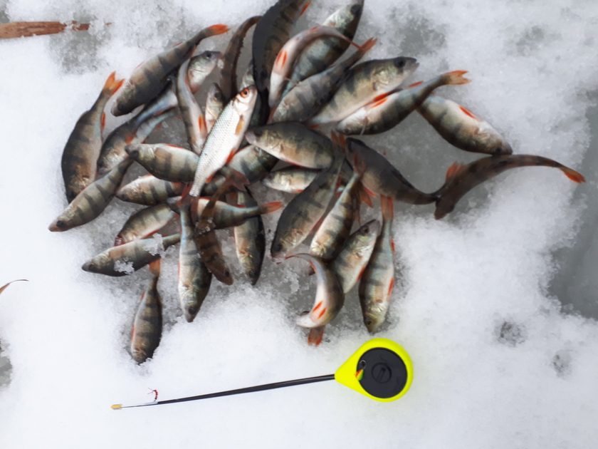 Eurasian perch , cought at 01/23/2021 - information about the catch ...