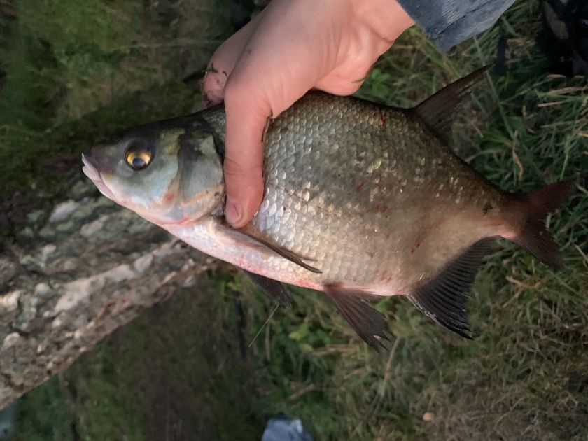 Carp bream, 1lb 1oz , cought at 07/27/2020 - information about the ...