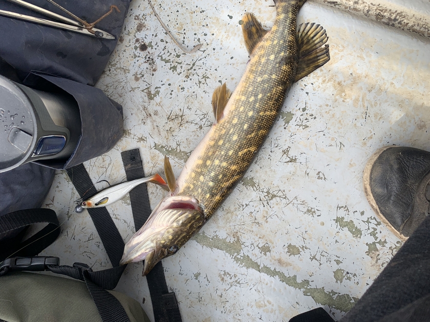 Northern Pike , cought at 05/09/2021 - information about the catch ...