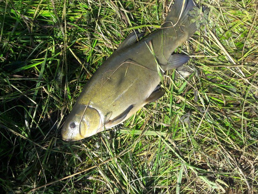 Tench , cought at 06/14/2020 - information about the catch | Pinfishing.com