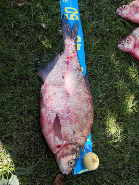 Carp bream, 4lb 6oz, 1ft 7(1/2)in , cought at 08/30/2020 - information ...