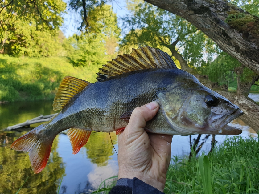 Eurasian perch, 1lb 12oz , cought at 05/29/2021 - information about the ...