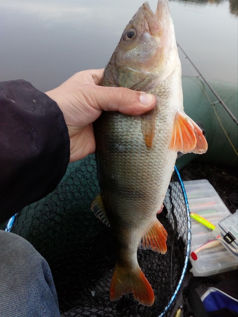 Eurasian perch, 1lb 5oz , cought at 11/07/2020 - information about the ...
