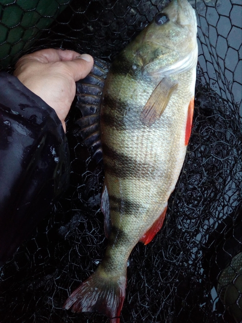 Eurasian perch, 1lb 12oz - information about the catch | Pinfishing.com
