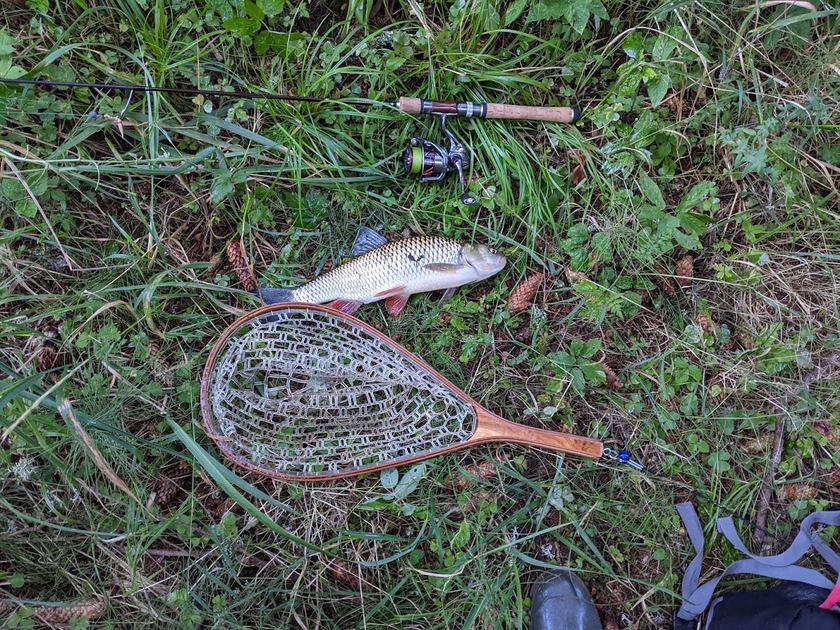 chub, 1ft 4(1/2)in , cought at 08/03/2021 - information about the catch ...