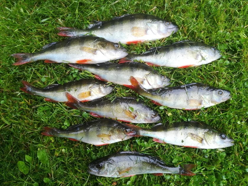 Eurasian perch , cought at 06/16/2022 - information about the catch ...