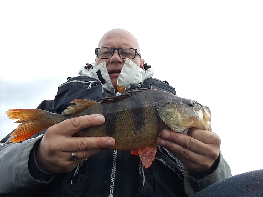 Eurasian perch, 2lb 6oz , cought at 05/19/2022 - information about the ...