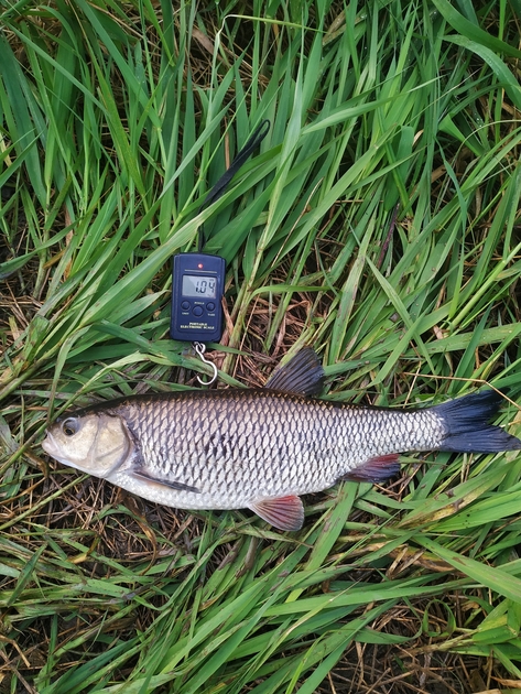 chub, 2lb 3oz , cought at 05/15/2022 - information about the catch ...