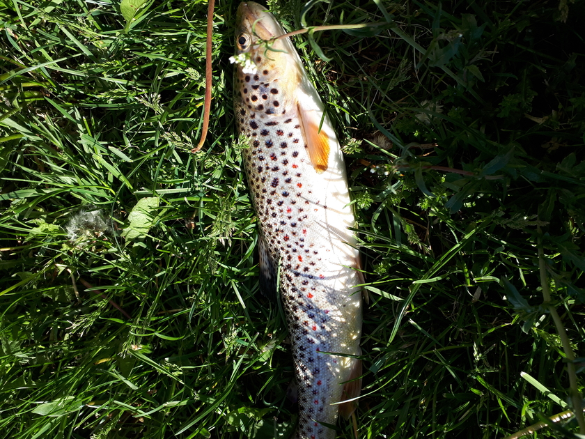 Margasis upėtakis, 1ft 3(1/2)in , cought at 05/15/2022 - information ...