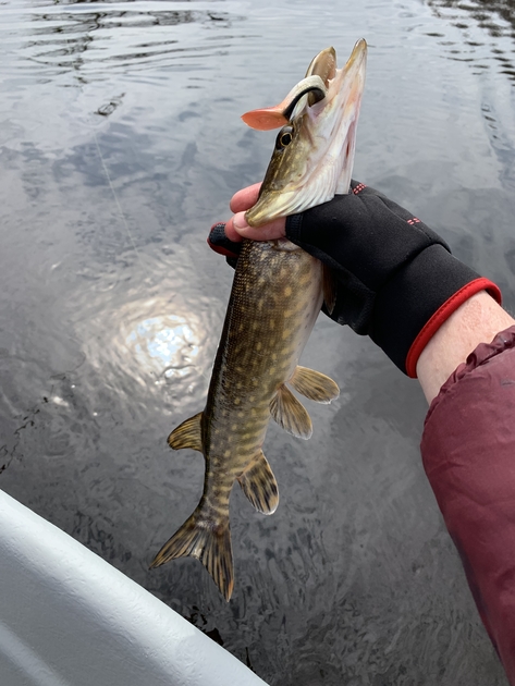 Northern Pike , cought at 05/01/2022 - information about the catch ...