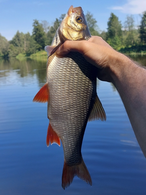 Ide, 1lb 8oz, 1ft 2(1/2)in , cought at 08/29/2022 - information about ...