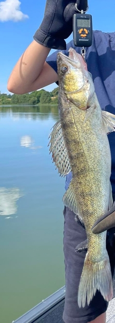 Pike perch, 3lb 11oz, 2ft 1(1/2)in , cought at 06/26/2023 - information ...