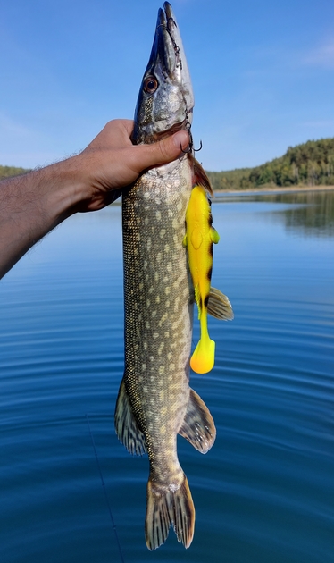 Northern Pike, 2lb 13oz, 2ft 1in , cought at 09/26/2023 - information ...