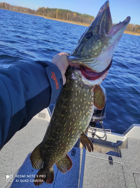 Northern Pike, 10lb 2oz , cought at 11/02/2023 - information about the ...