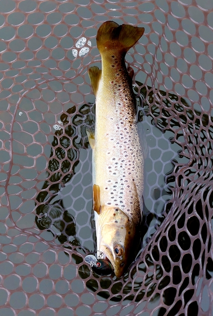 Margasis upėtakis, 1ft 2in , cought at 09/18/2022 - information about ...