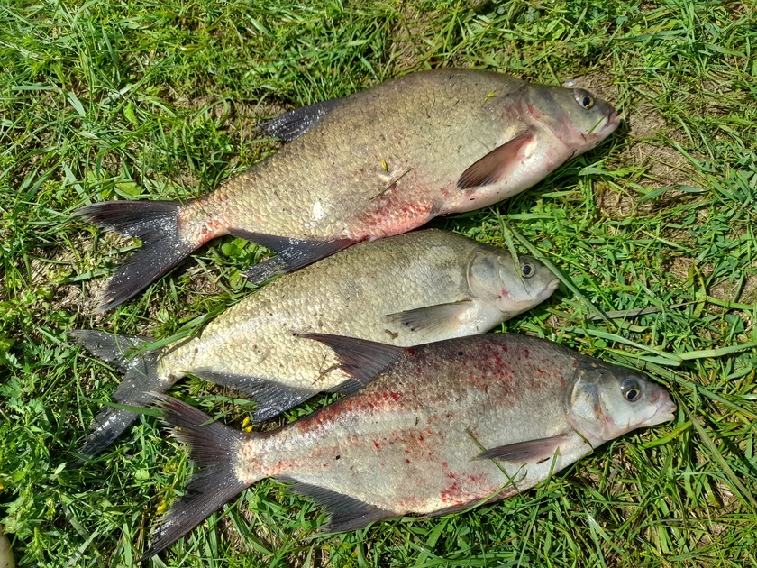 Carp bream , cought at 07/08/2023 - information about the catch ...
